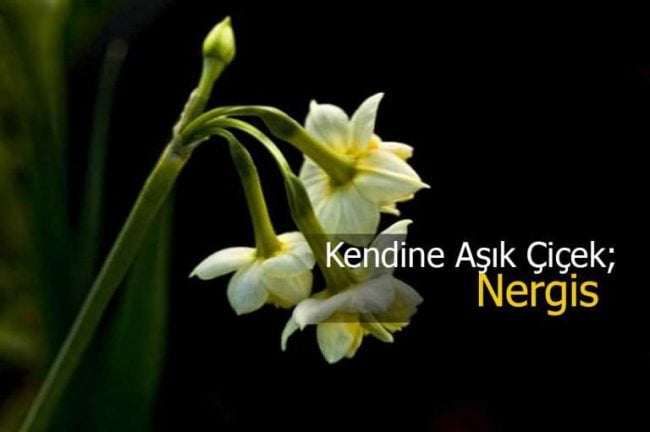 Nergis Çiçeğinin Hikayesi, Nergisin Faydaları ve Bakımı